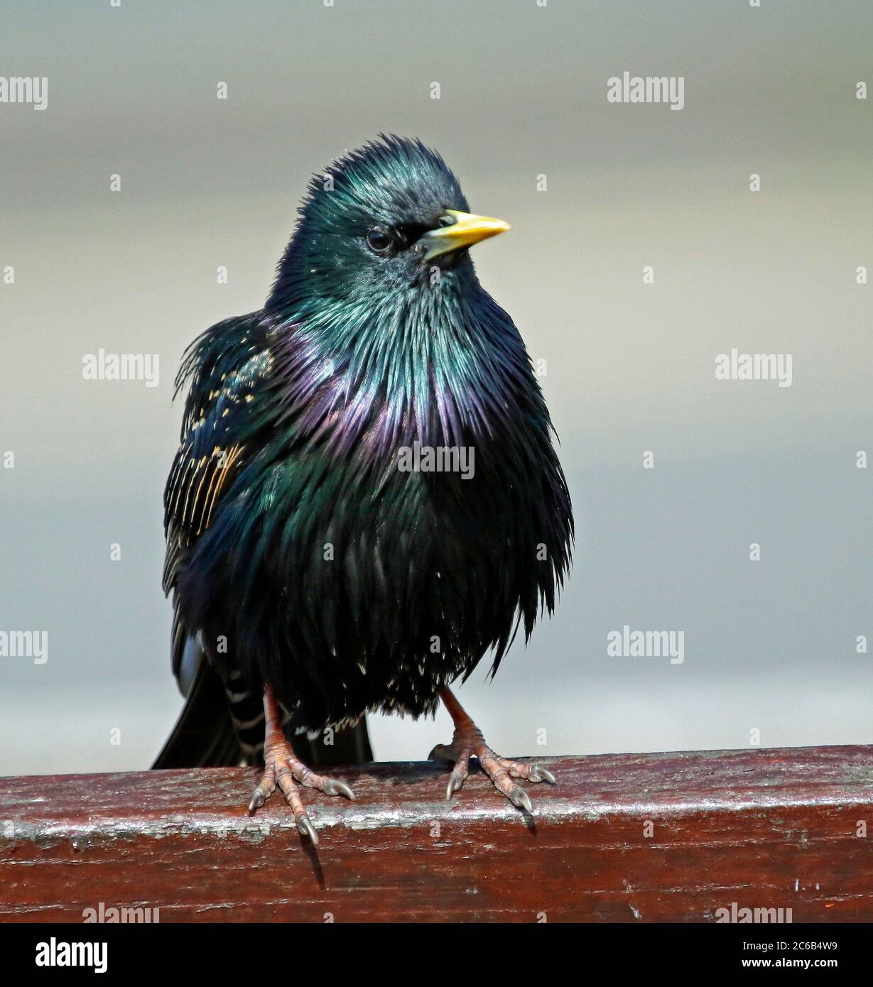 British starlings hi-res stock photography and images - Alamy