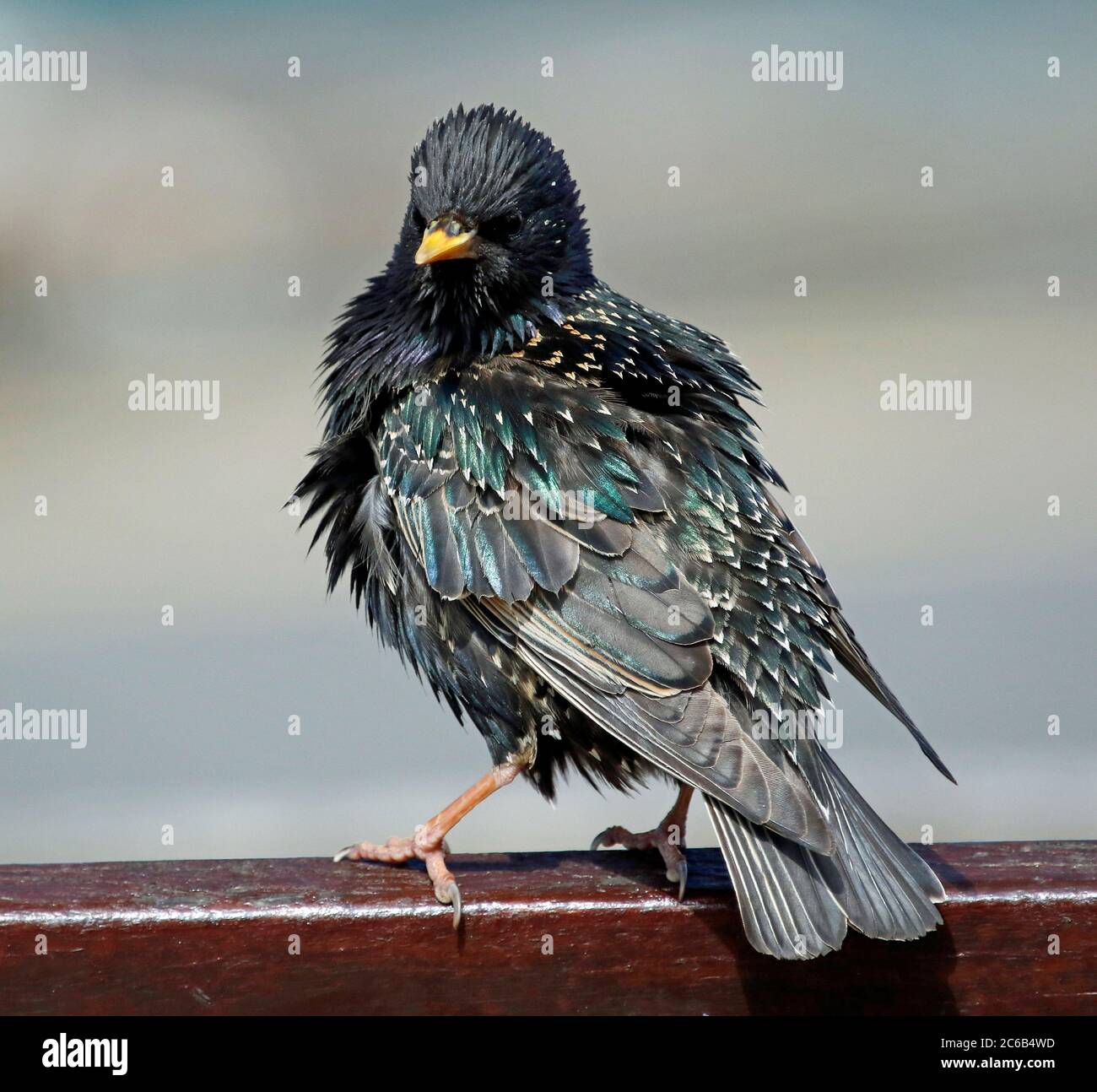 Irridescent starlings uk hi-res stock photography and images - Alamy