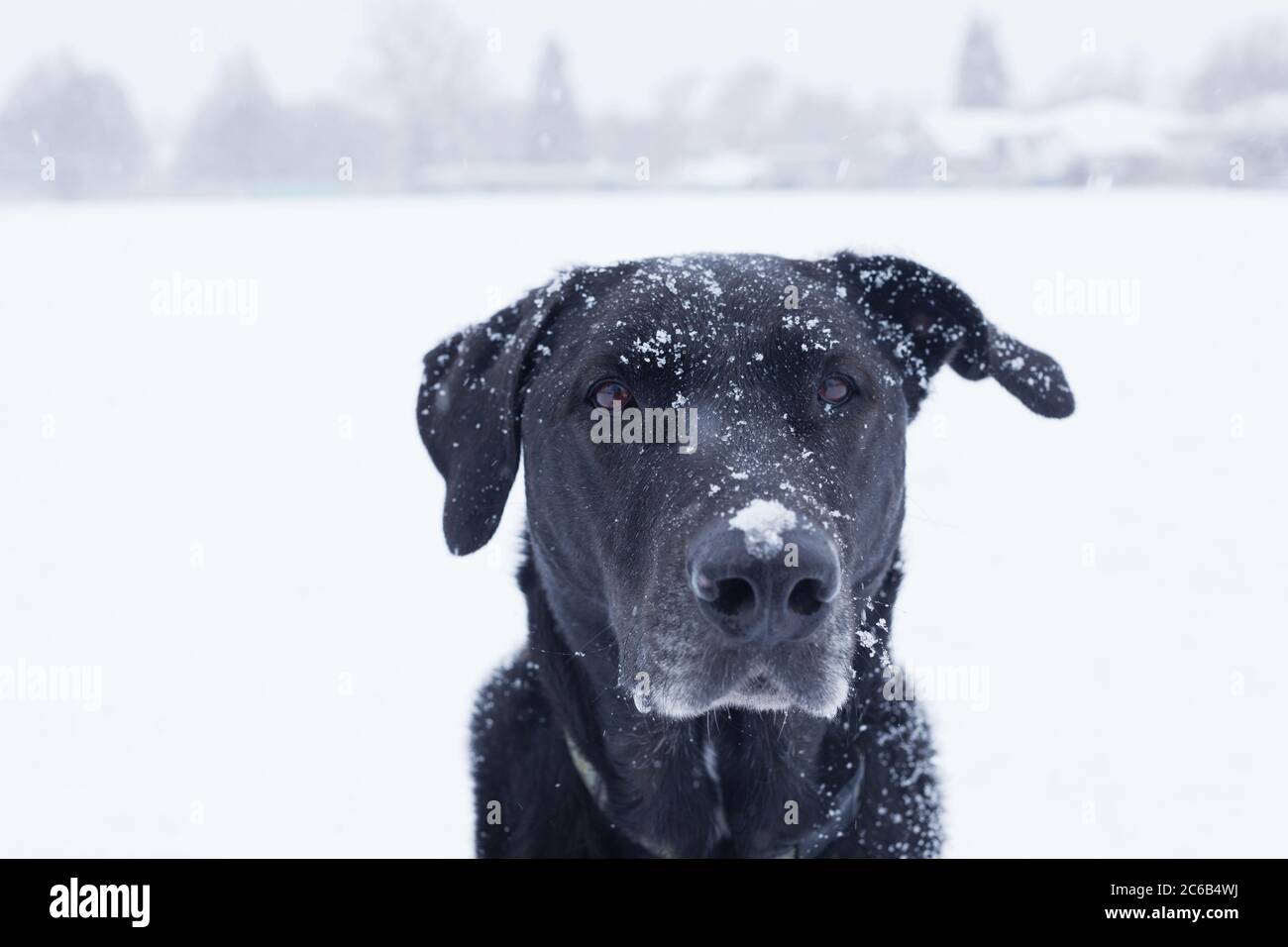 Black Labrador Snow High Resolution Stock Photography and Images - Alamy