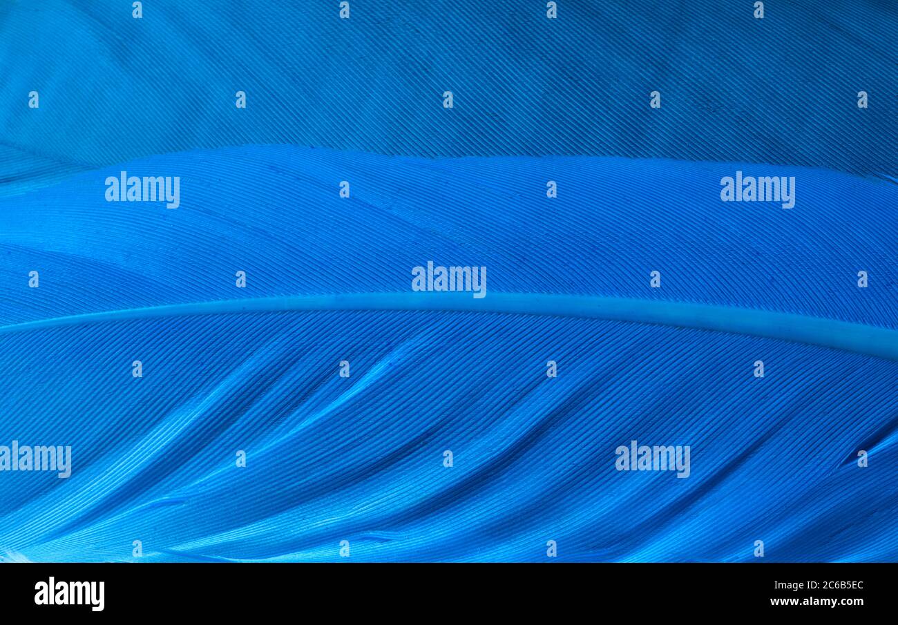 Blue feathers texture close up Stock Photo - Alamy