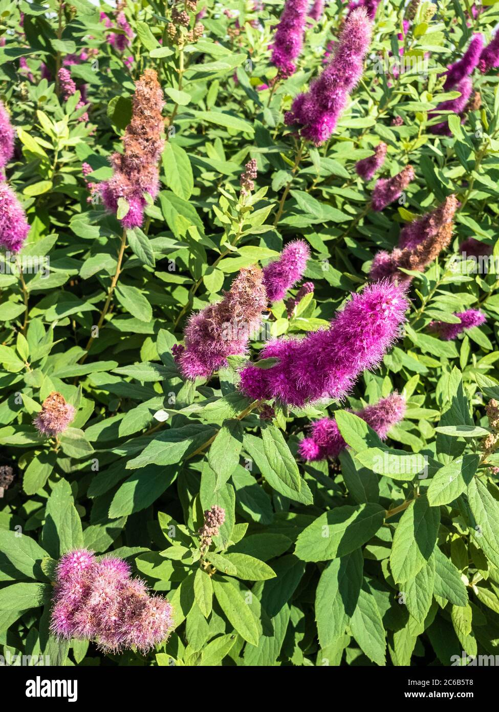 The Beautiful Pink Buddley ornamental of shrub Stock Photo - Alamy