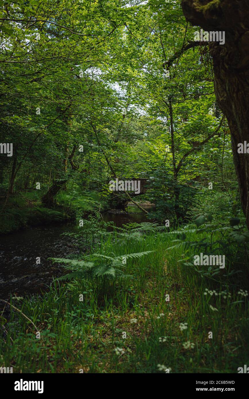 Devonian plants hi-res stock photography and images - Alamy