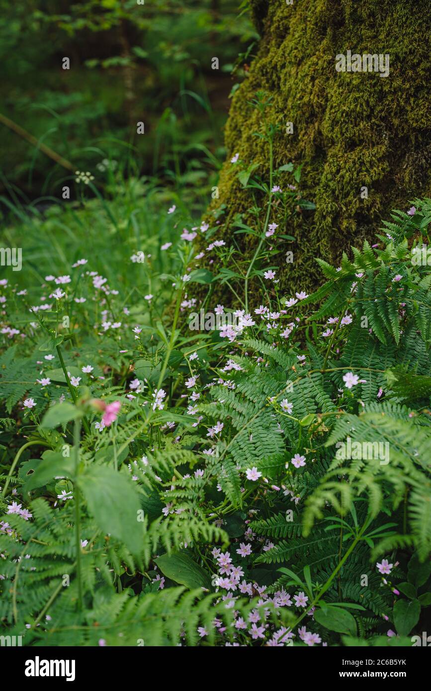 English hedgerow plants hi-res stock photography and images - Alamy