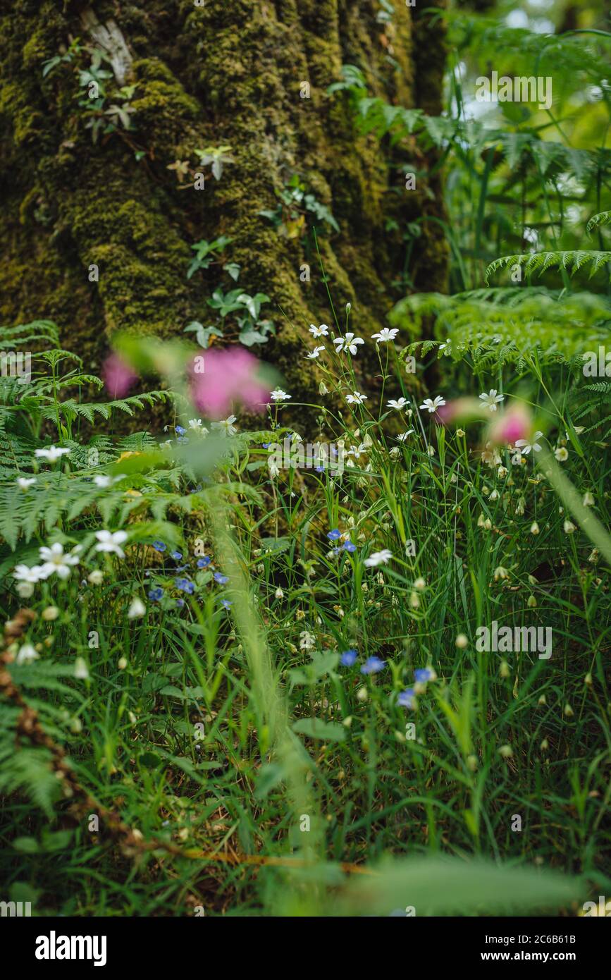 Hedgerow plants in Dartmoor, Devon, England, UK Stock Photo - Alamy