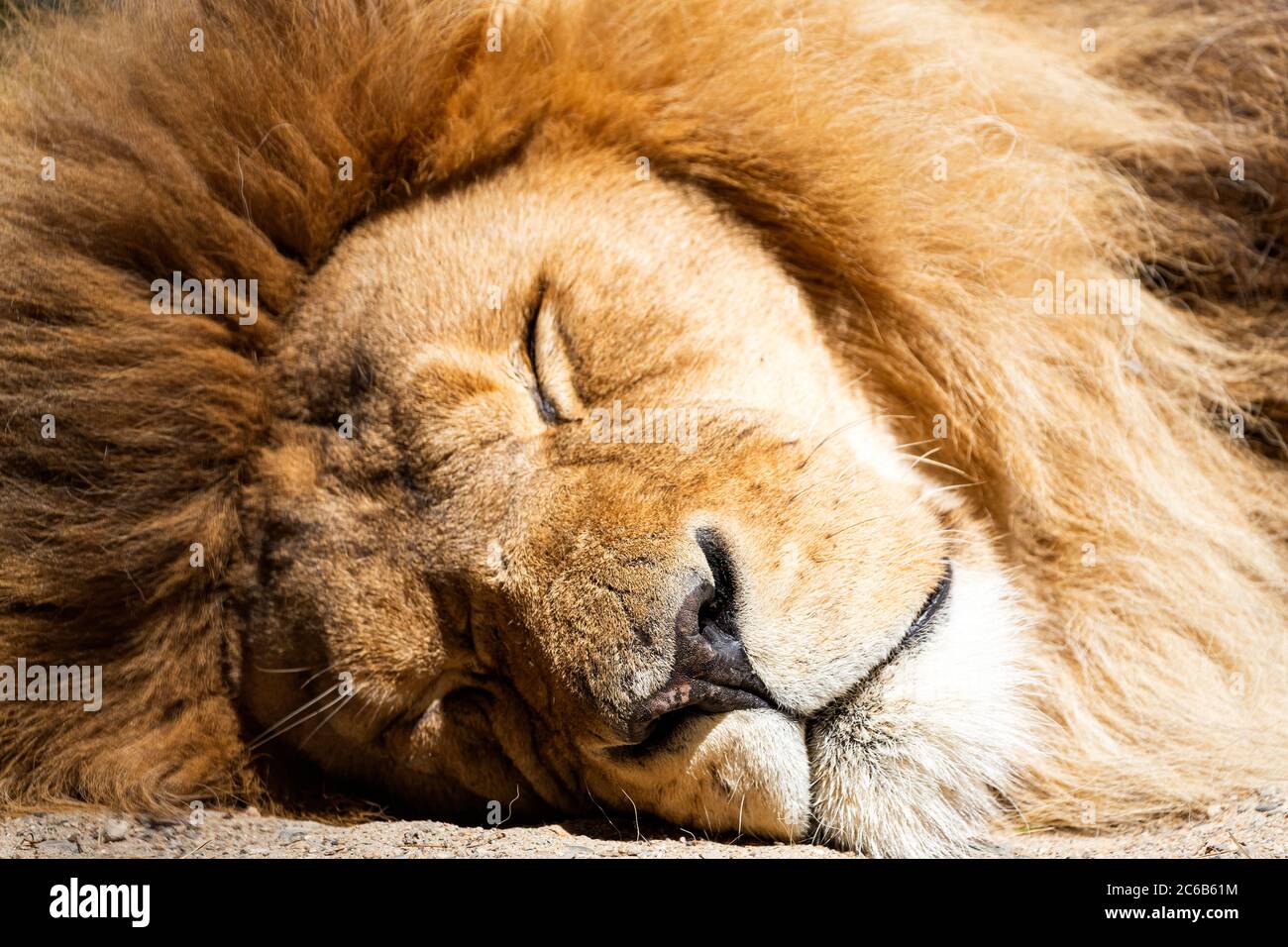 Portrait of a beautifully adult lion with a chic mane sound asleep ...