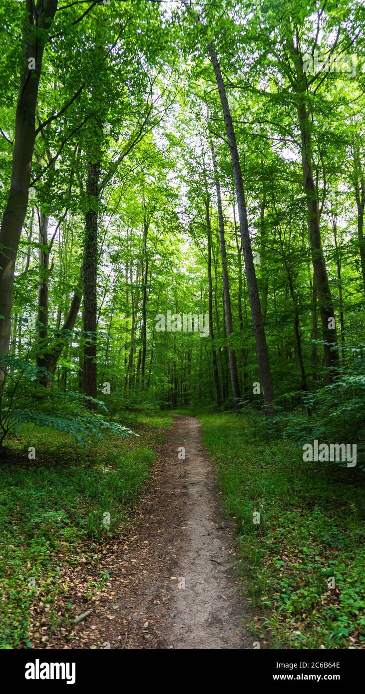 hiking path in the woods Stock Photo - Alamy