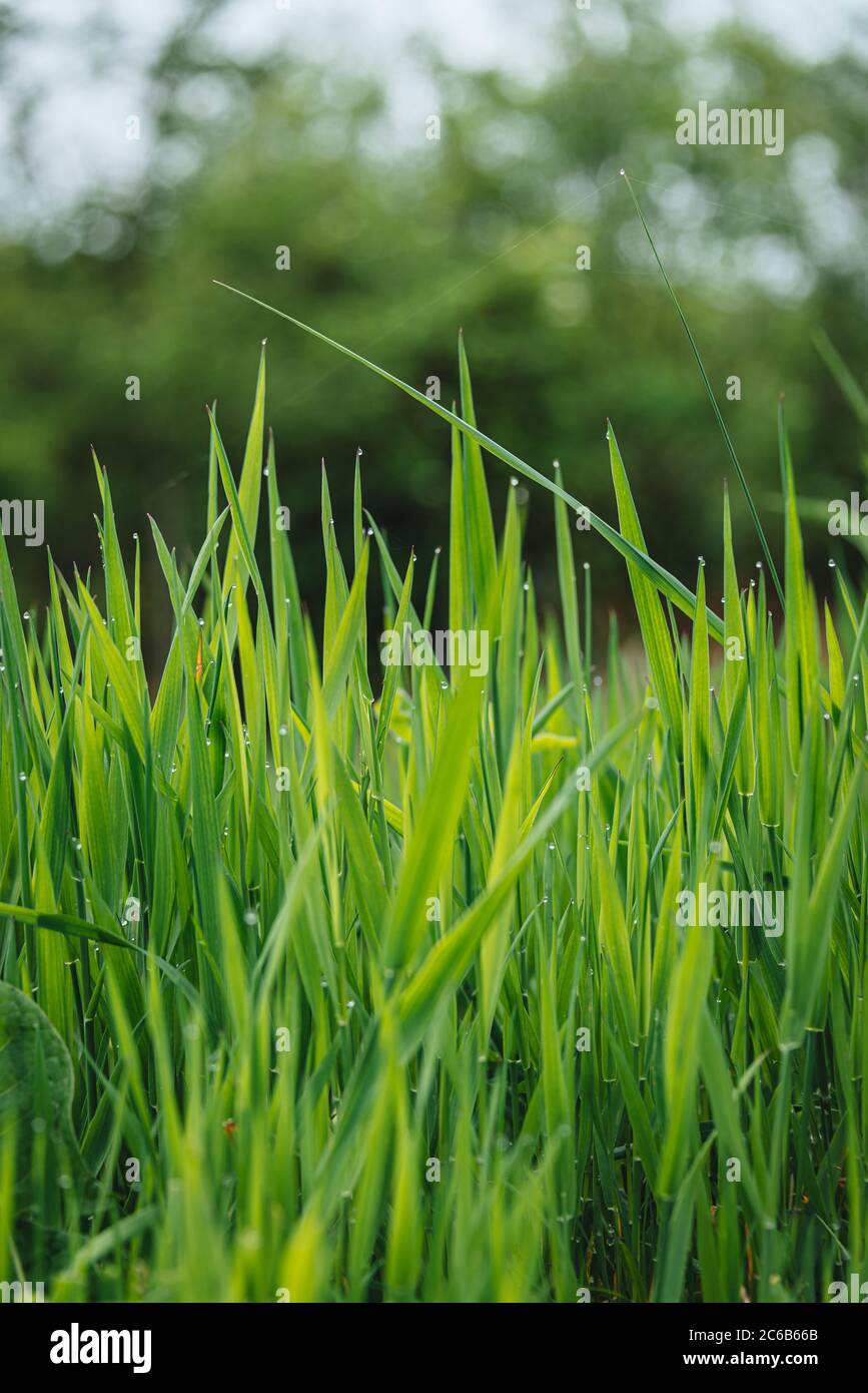Hedgerow plants in Dartmoor, Devon, England, UK Stock Photo - Alamy