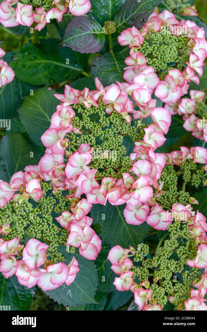 Hortensia macrophylla charm hi-res stock photography and images - Alamy
