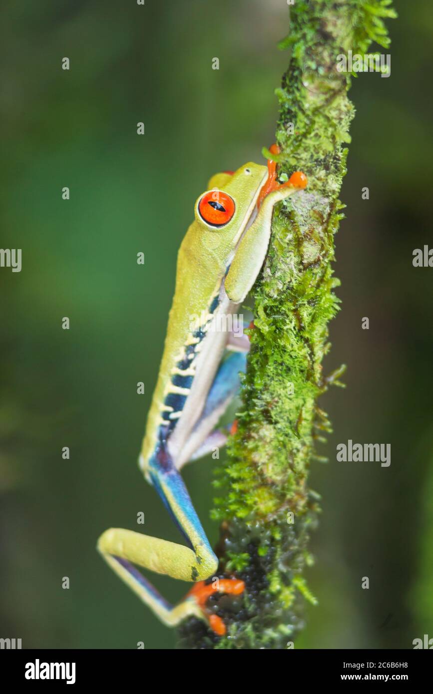 Red eyed tree frog (Agalychnis Callidryas) climbing twig, Sarapiqui ...