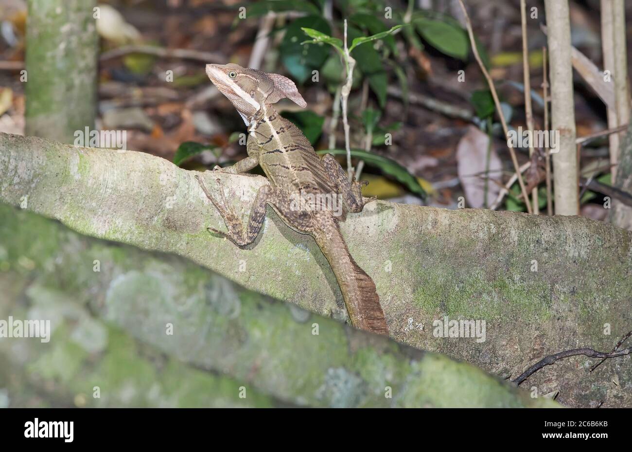 Common basilisk (basiliscus basiliscus) in rainforest, Manuel Antonio ...
