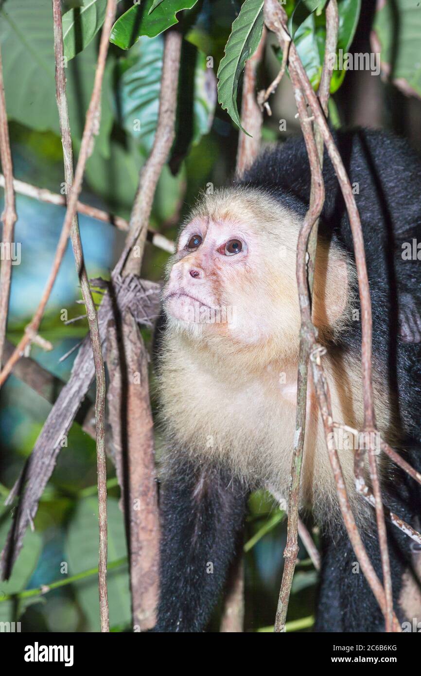 White-faced capuchin monkey (Cebus capucinus) in rainforest, Manuel ...