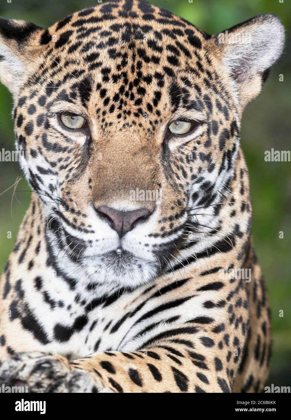 Jaguar animal male vertical hi-res stock photography and images - Alamy