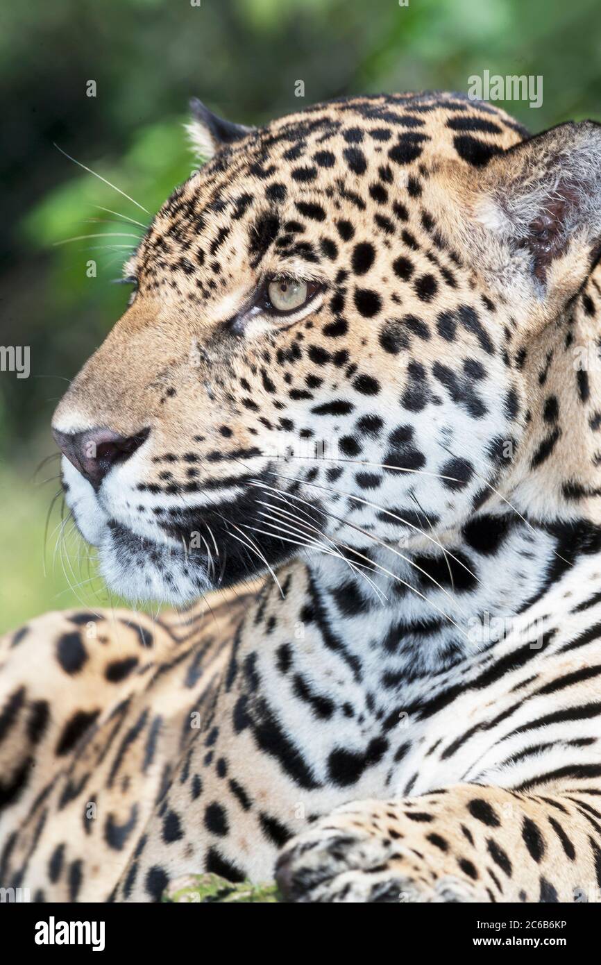 Male jaguar vertical hi-res stock photography and images - Alamy