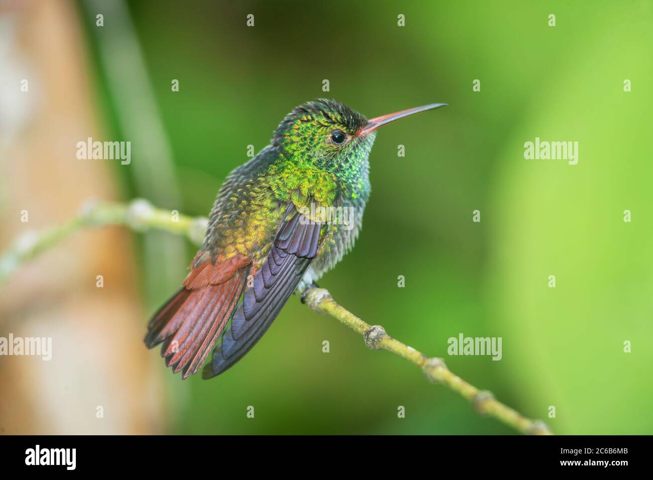 Side View Of Hummingbird High Resolution Stock Photography and Images ...