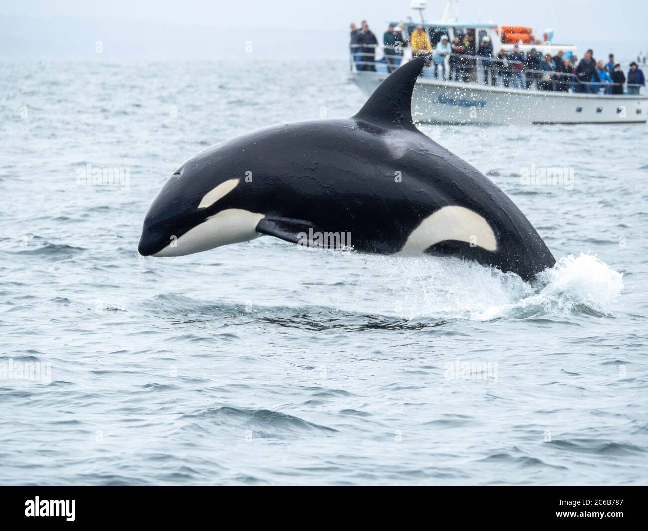 Transient killer whale (Orcinus orca), breaching near whale watching ...