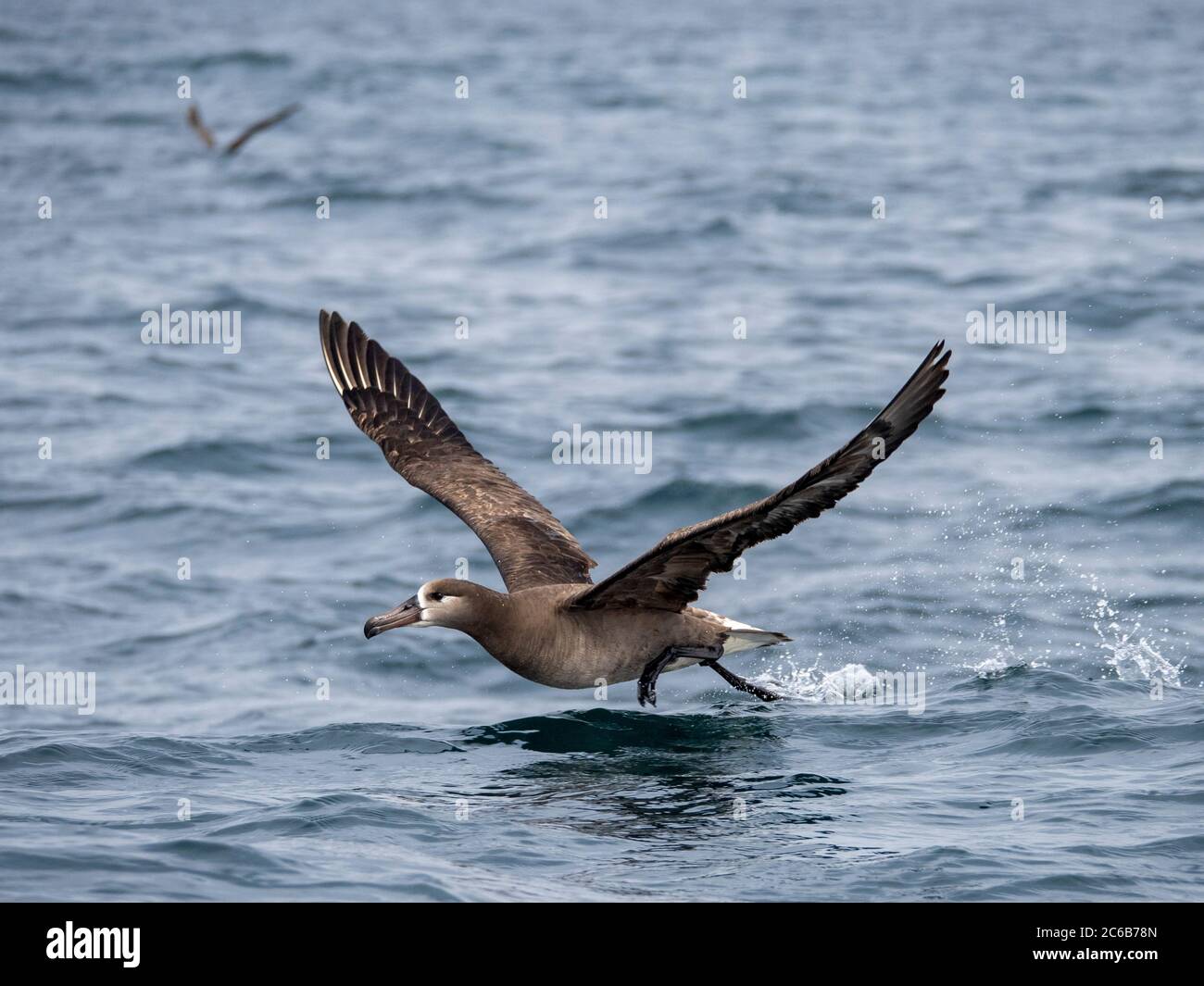 Black footed albatross hi-res stock photography and images - Alamy