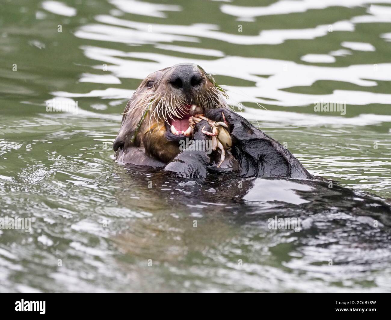 An adult female sea otter (Enhydra lutris), feeding on a crab in ...