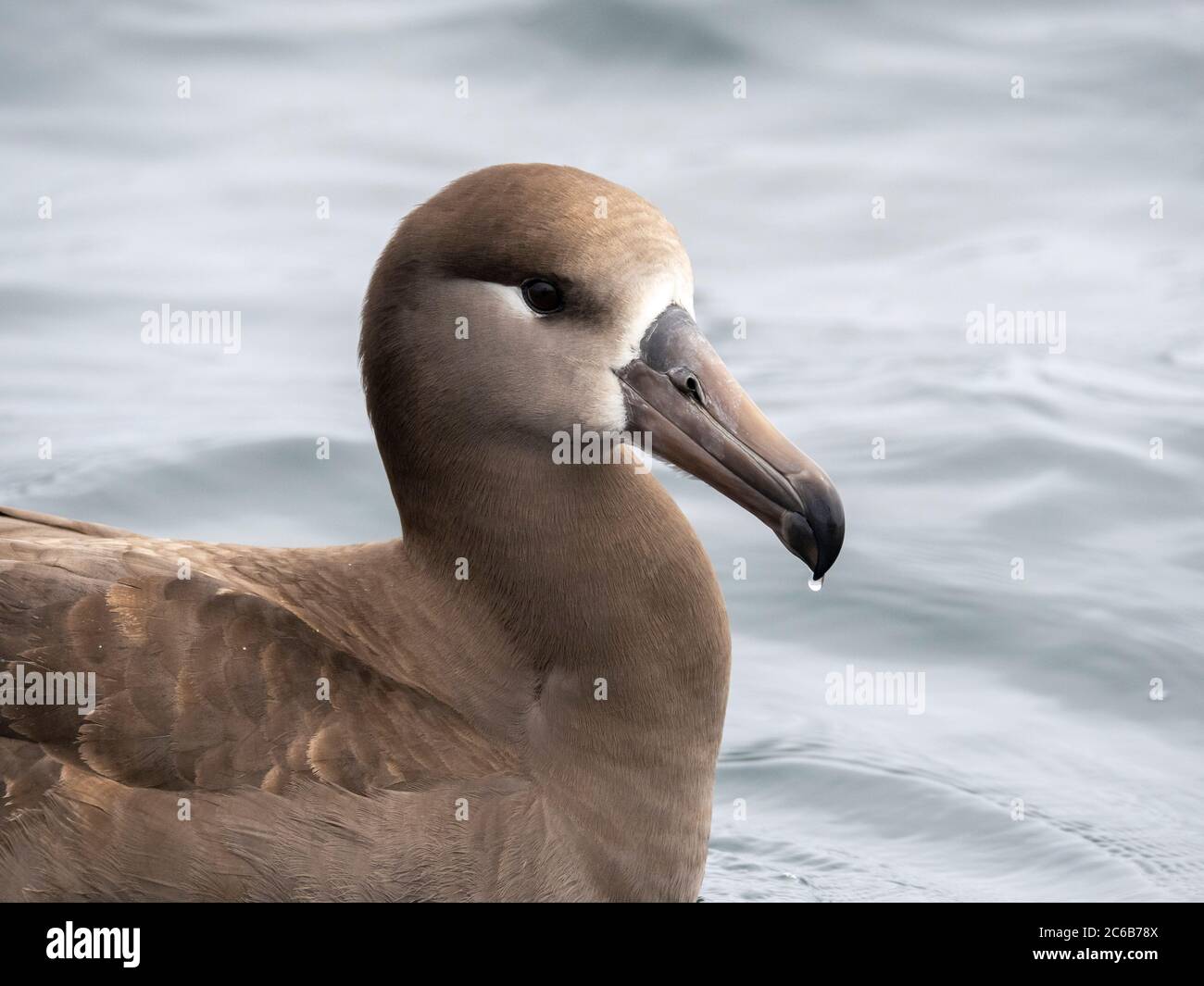 An adult black-footed albatross (Phoebastria nigripes), resting on the ...