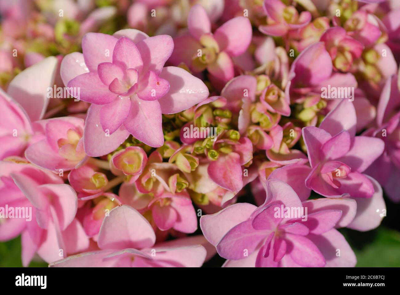 Hortensia macrophylla hi-res stock photography and images - Alamy