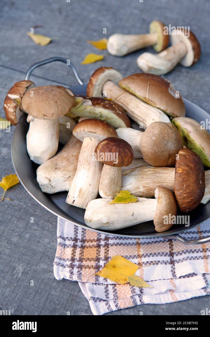 Ceps (Boletus edulis Stock Photo - Alamy