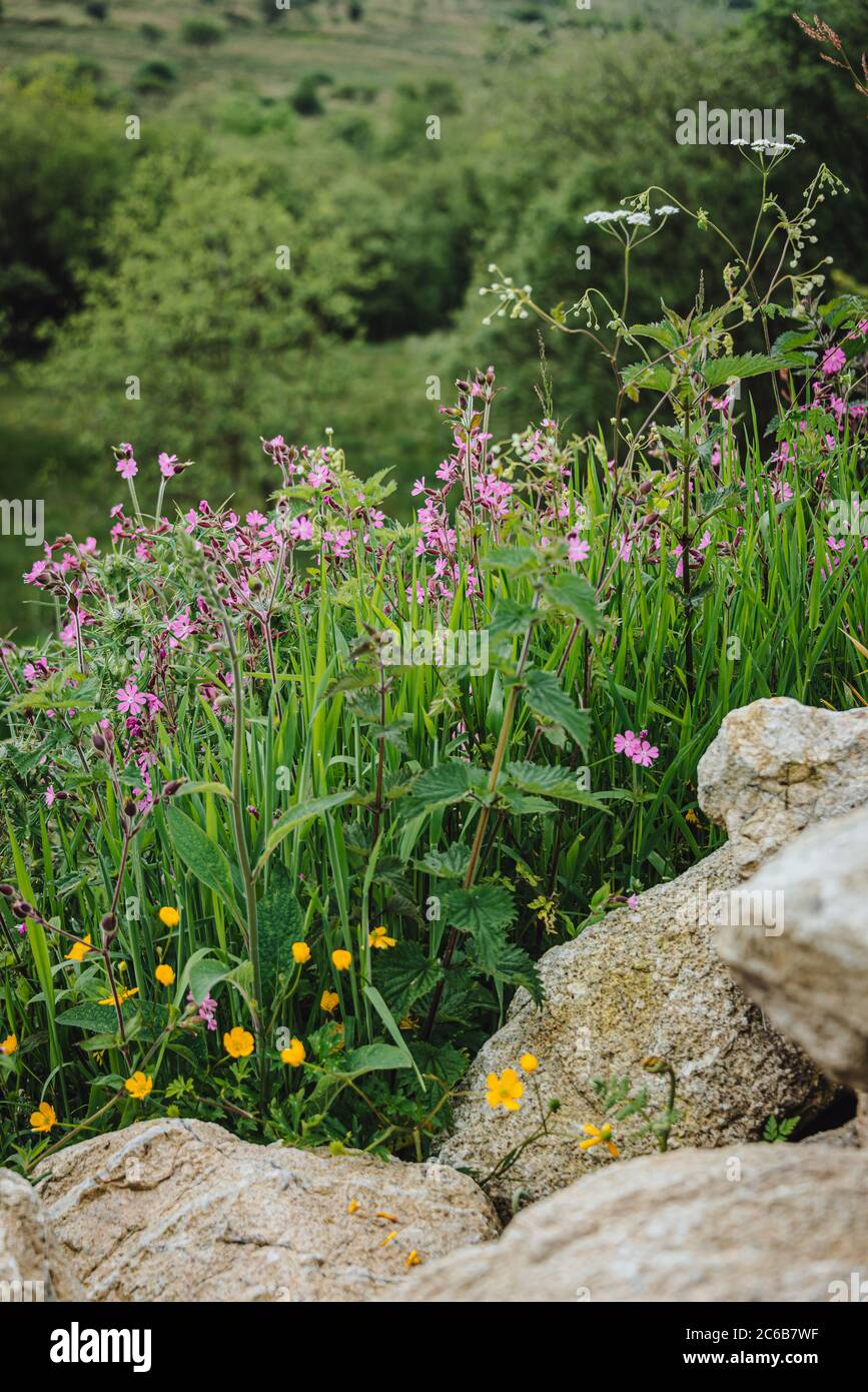 Hedgerow plants in Dartmoor, Devon, England, UK Stock Photo - Alamy