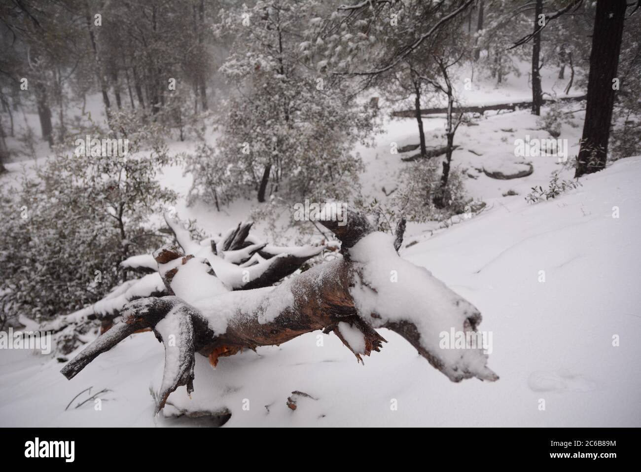 Mount Lemmon in Tucson area full of snow Stock Photo - Alamy