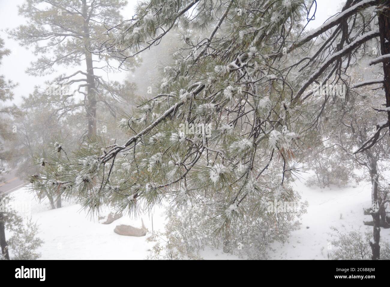 Mount Lemmon in Tucson area full of snow Stock Photo - Alamy