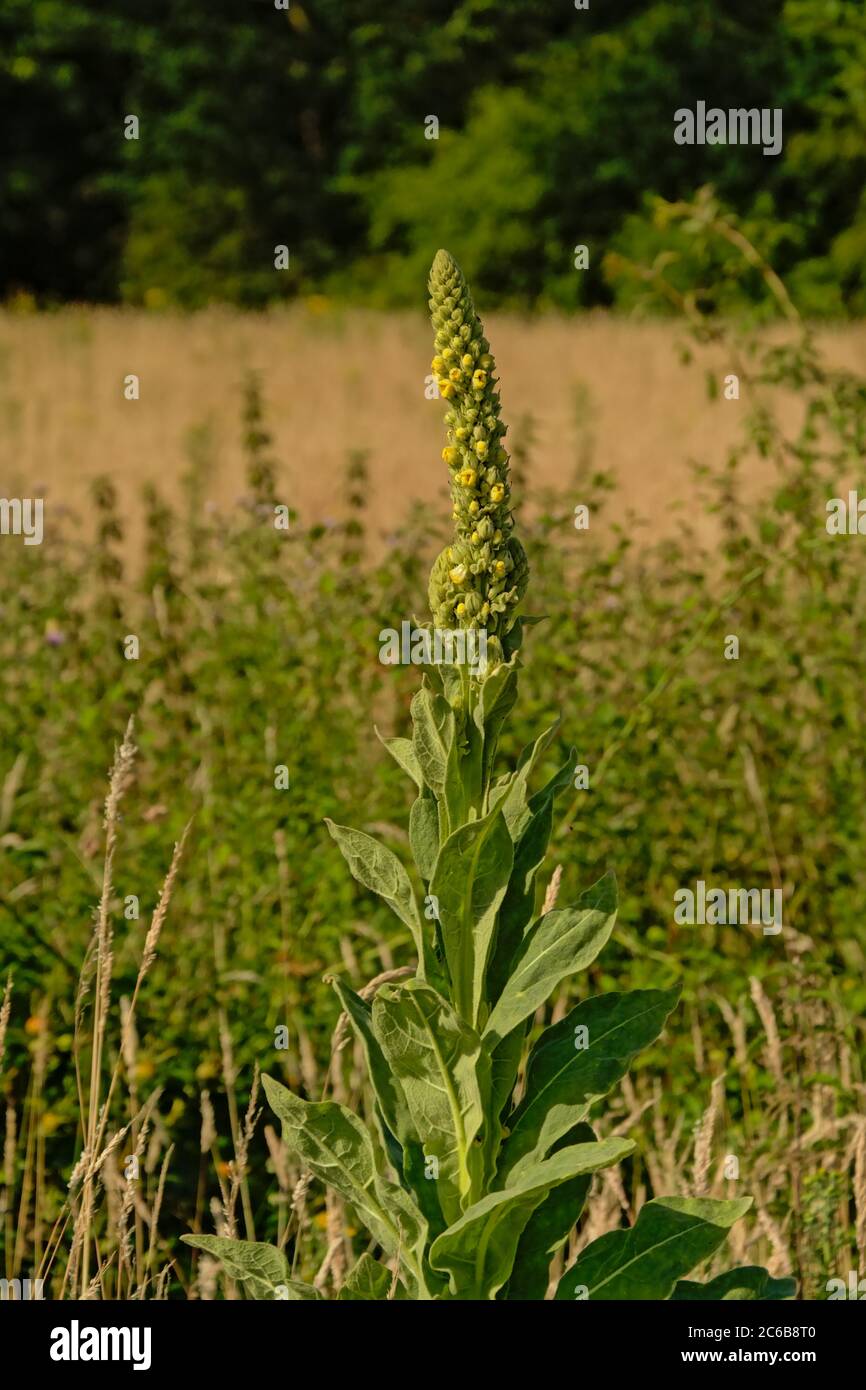 Mullein Weed High Resolution Stock Photography and Images - Alamy