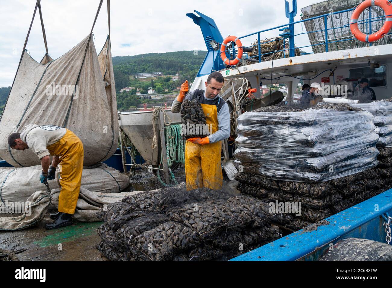 Breeding mussels hi-res stock photography and images - Alamy