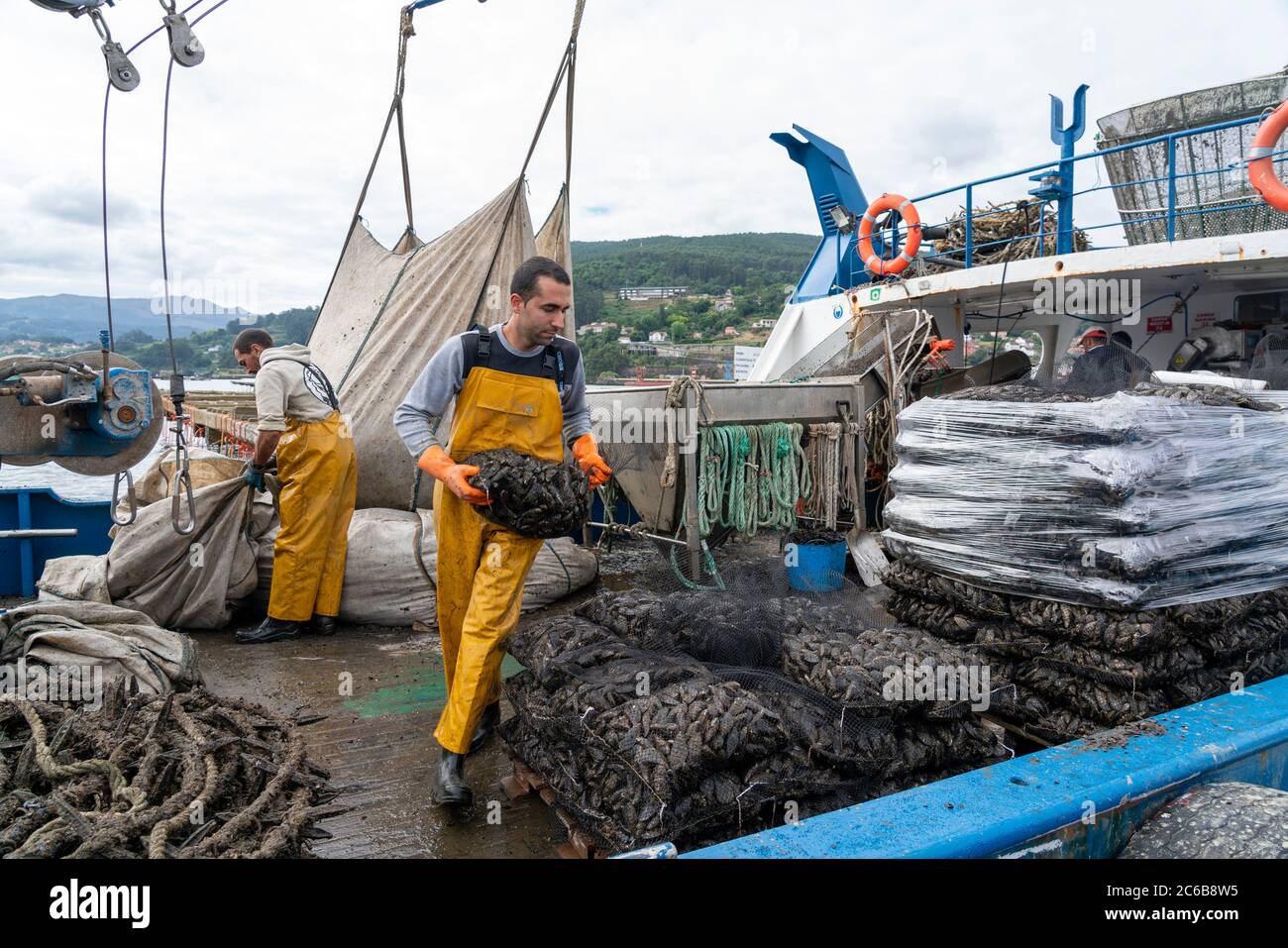 Fishermen working on a boat getting mussels from a mussel raft batea in ...