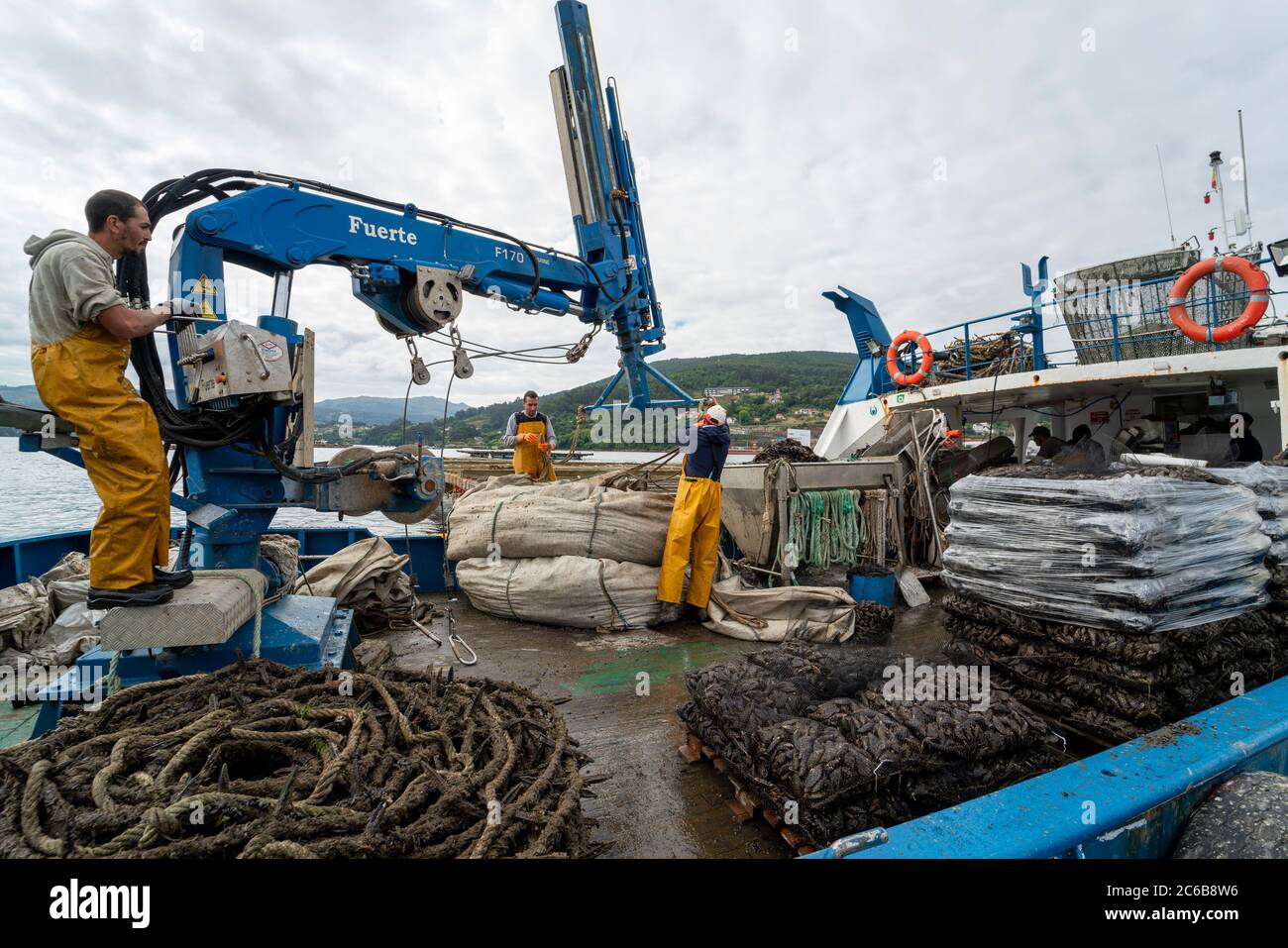 Breeding mussels hi-res stock photography and images - Alamy