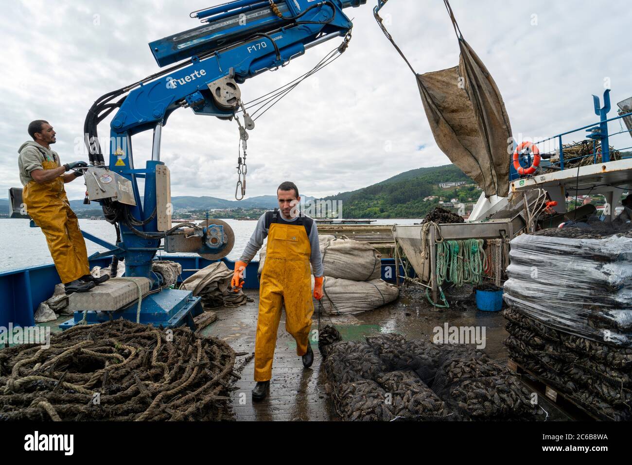 Breeding mussels hi-res stock photography and images - Alamy
