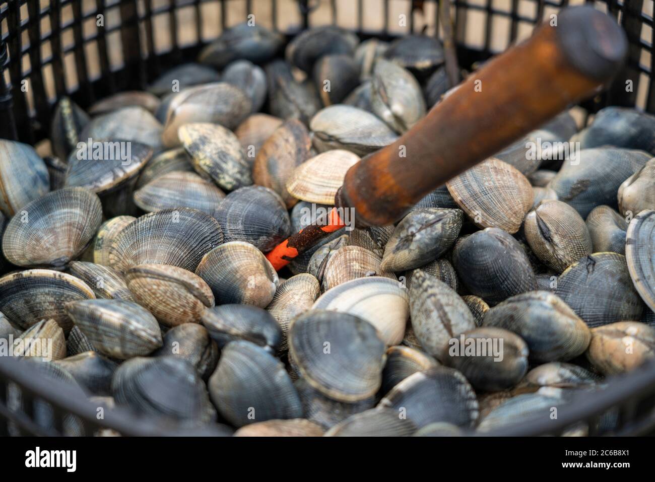Shellfish gathered during low tide on a beach in Redondela, Pontevedra ...