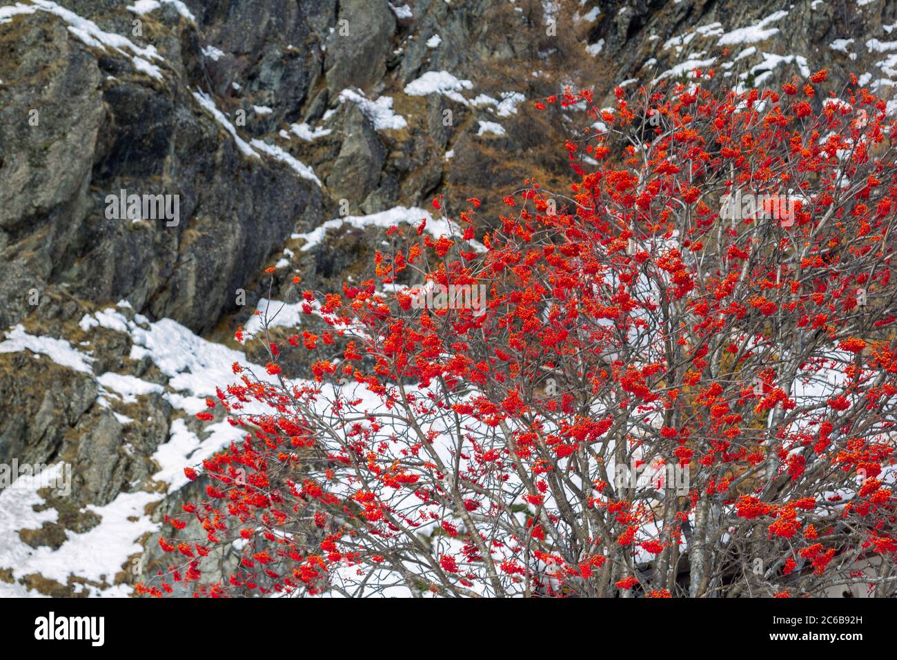 The wild rowan red berry tree (Sorbus aucuparia) against mountain ...