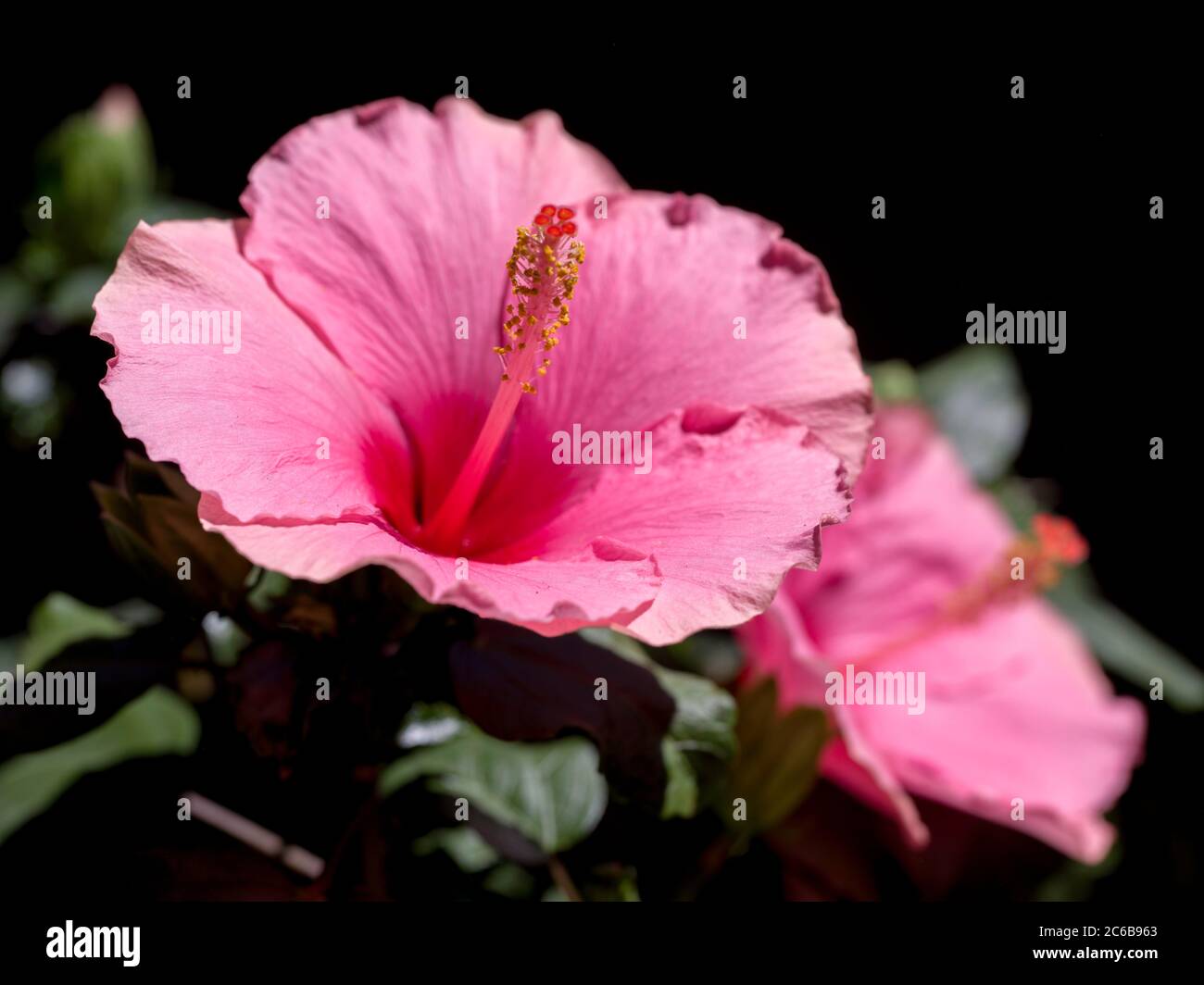 Black and white hibiscus flower hi-res stock photography and images - Alamy