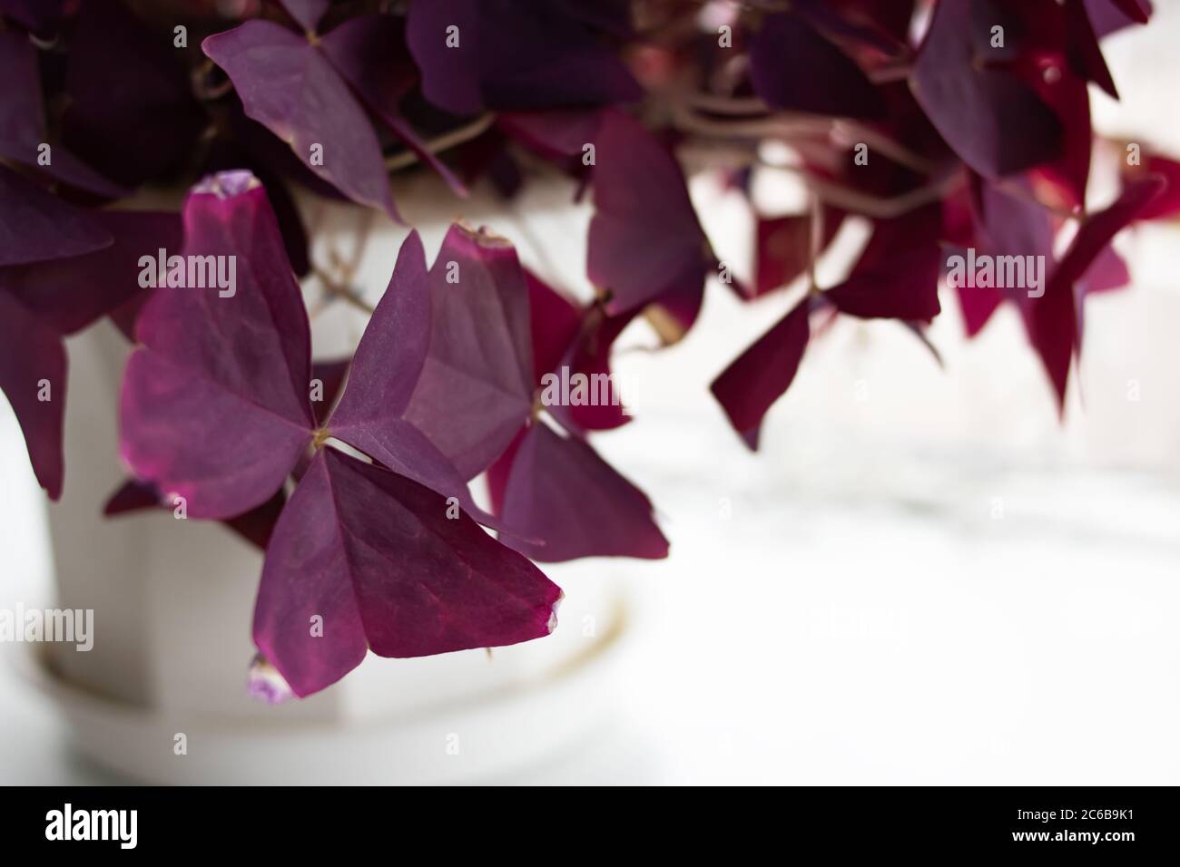 Red triangular leaves of a home plant Stock Photo - Alamy