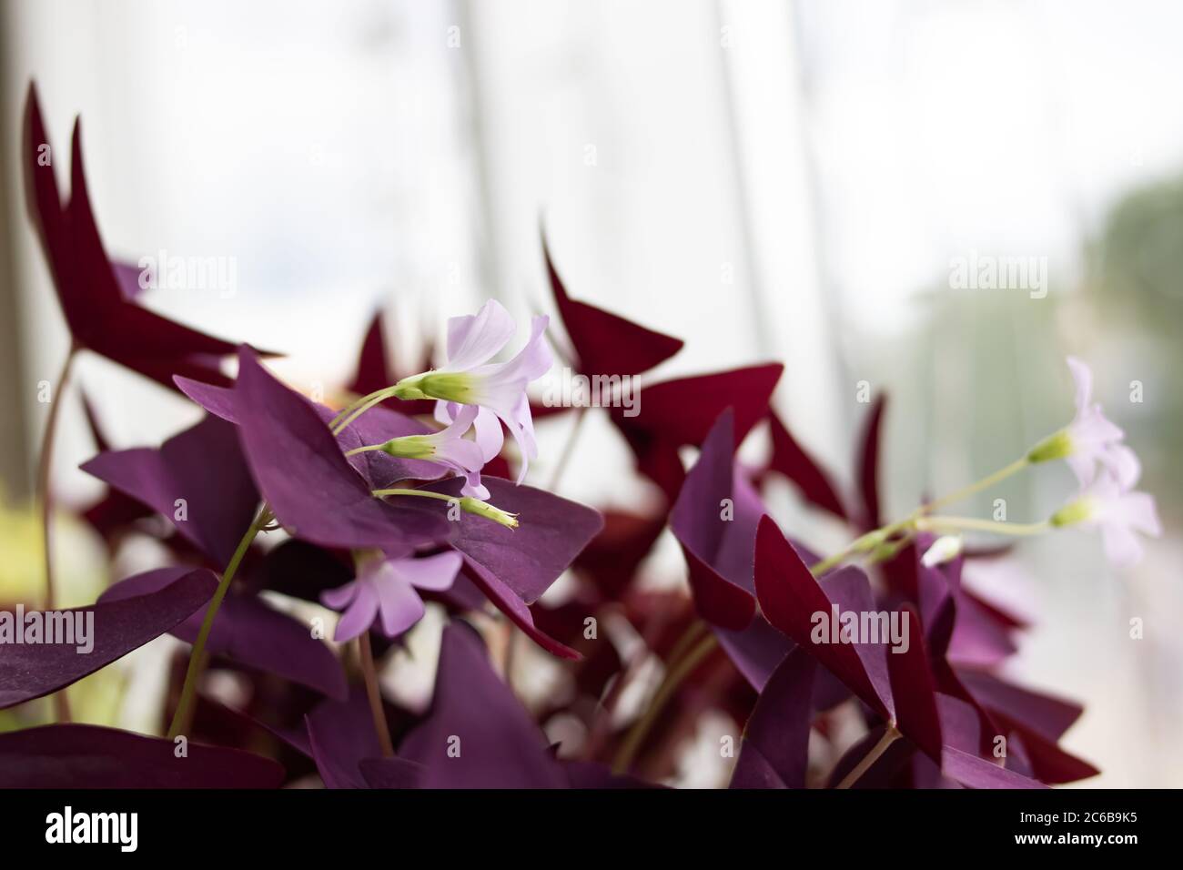Red triangular leaves of a home plant Stock Photo - Alamy