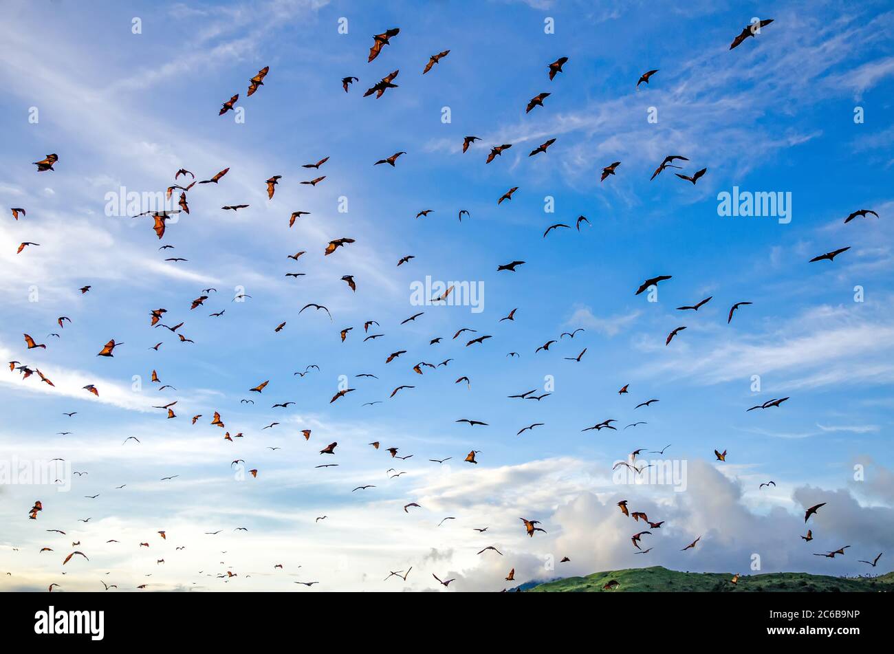 Malayan flying fox fruit hi-res stock photography and images - Alamy