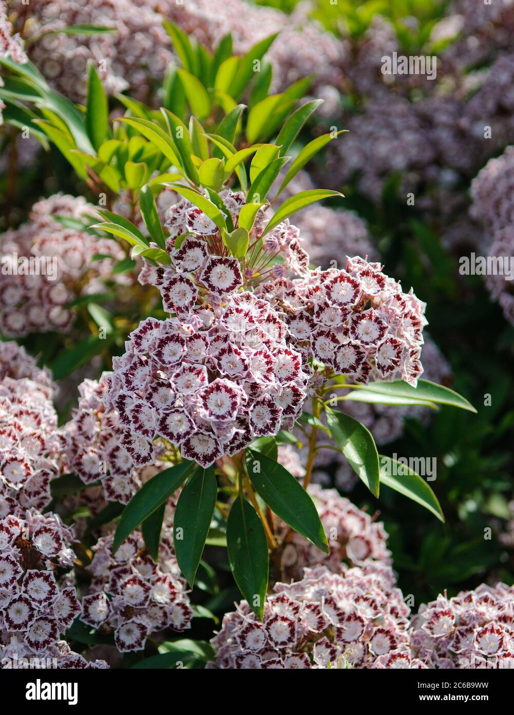 Kalmie hi-res stock photography and images - Alamy