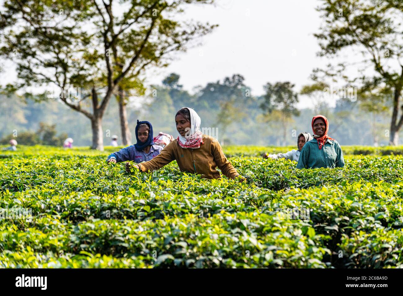 Women picking tea from the tea plants on a tea plantation, Assam, India ...