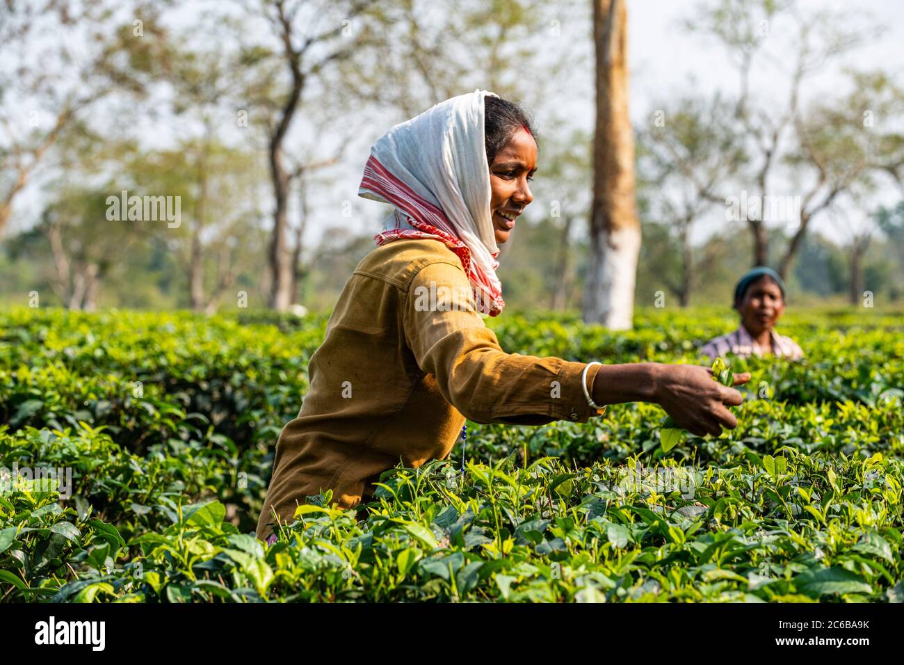 Women picking tea from the tea plants on a tea plantation, Assam, India ...