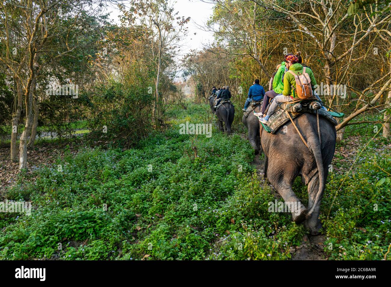 Early morning elephant ride on elephants through the elephant grass ...