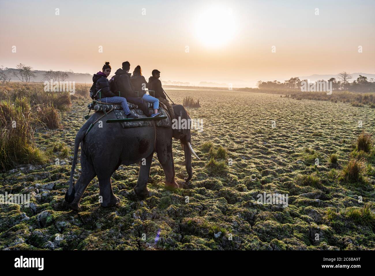 Early morning elephant ride on elephants through the elephant grass ...