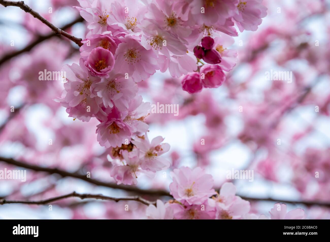 One brief season moment in spring time is the blooming of sakura tree ...