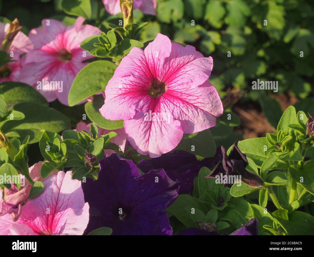 Petunia multi colored flowers hi-res stock photography and images - Alamy