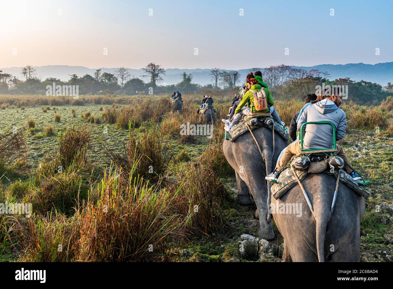Early morning elephant ride on elephants through the elephant grass ...