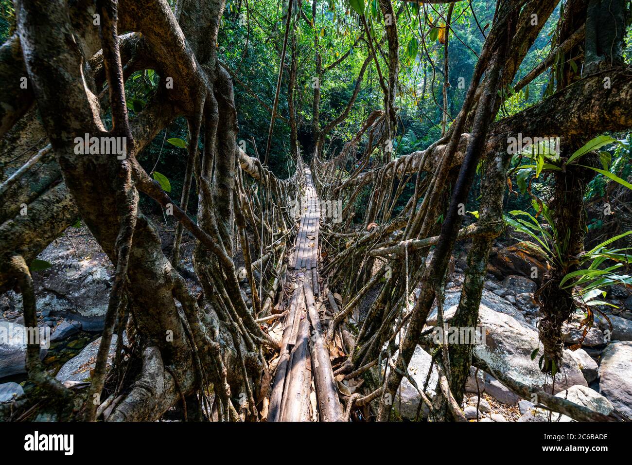 Living Root Bridge, Sohra (Cherrapunjee), Meghalaya, India, Asia Stock ...