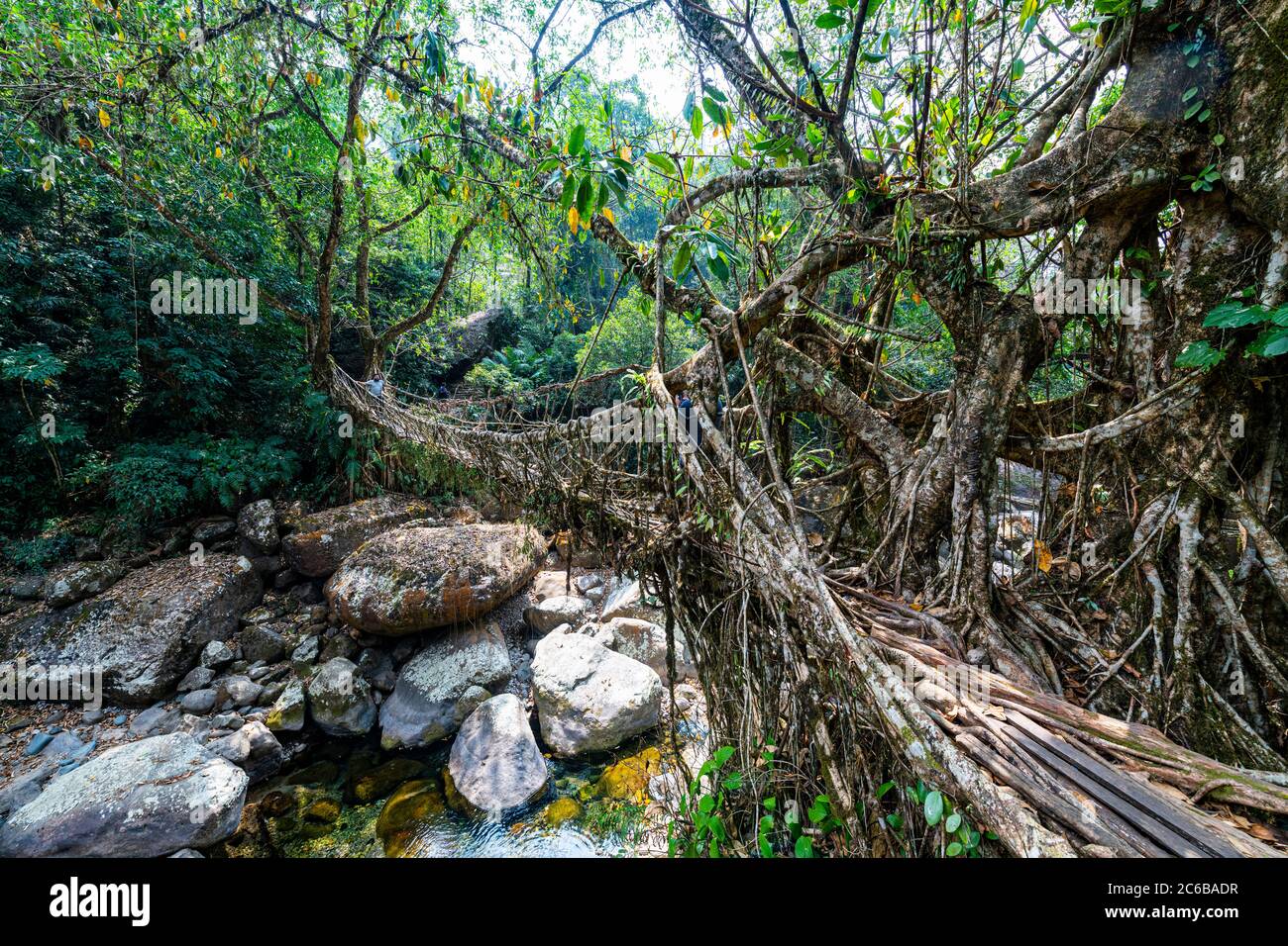 Living Root Bridge, Sohra (Cherrapunjee), Meghalaya, India, Asia Stock ...
