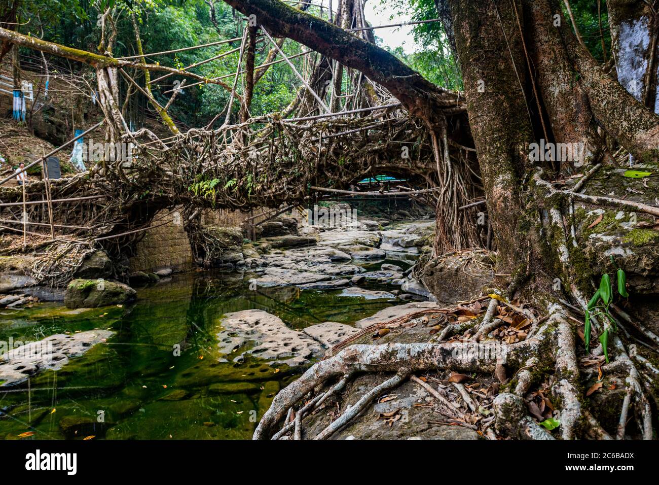 Mawlynnong living root bridge, Meghalaya, India, Asia Stock Photo - Alamy