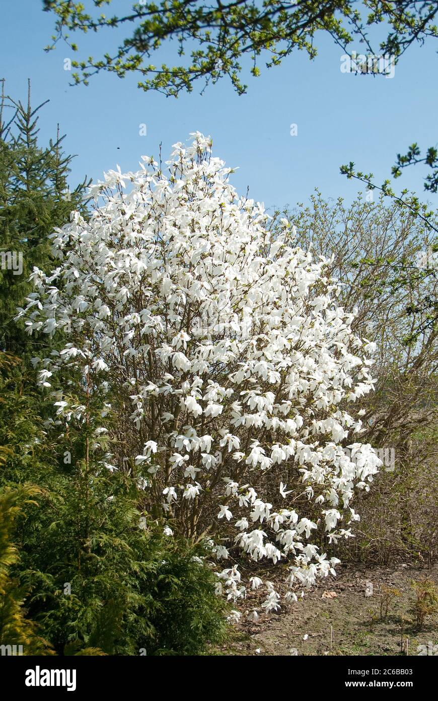 Wadas hi-res stock photography and images - Alamy